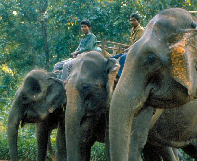 Jungle Safaris - Go 2 Nepal